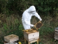 Cotswold Bees - North Cotswolds Beekeeper