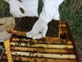 Cotswold Bees - North Cotswolds Beekeeper