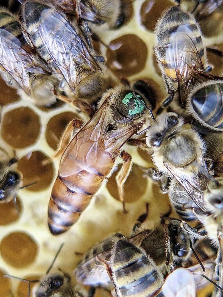 Why Does A Queen Bee Have A Coloured Dot On Her Head? | Cotswold Bees Ltd