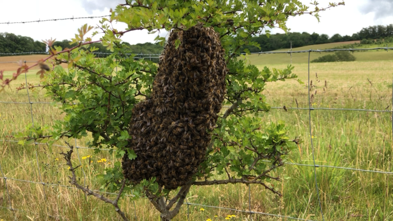 How To Carry Out Swarm Management